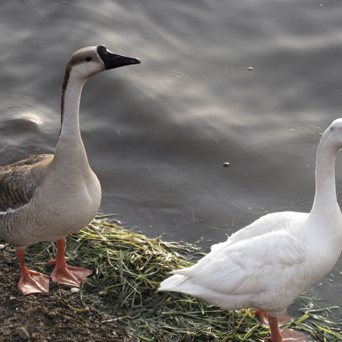 Stream How Will I Die? Goose Rabies by jamiewhitmarsh | Listen online ...