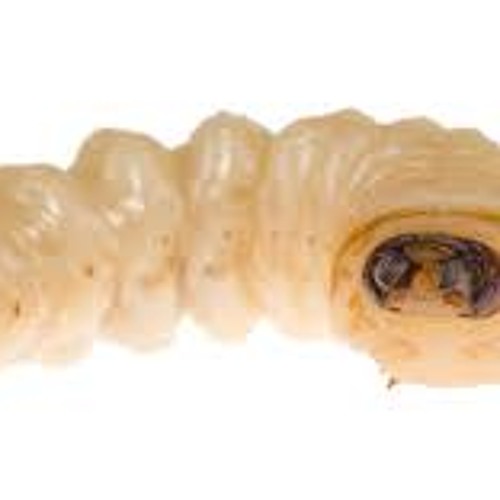 Listen to music albums featuring Maggots, Michael. You're eating ...