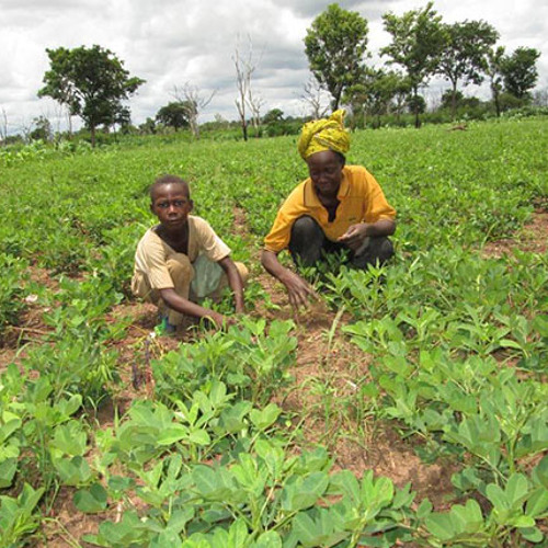 Listen to music albums featuring Crisis–stricken farmers need urgent ...