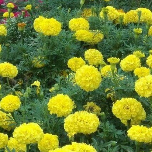 Stream hyolmo song at kfer monastery by Rewa Lama | Listen online for ...