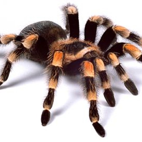 Stream Nick Curson - Tarantula by NPC Productions | Listen online for ...