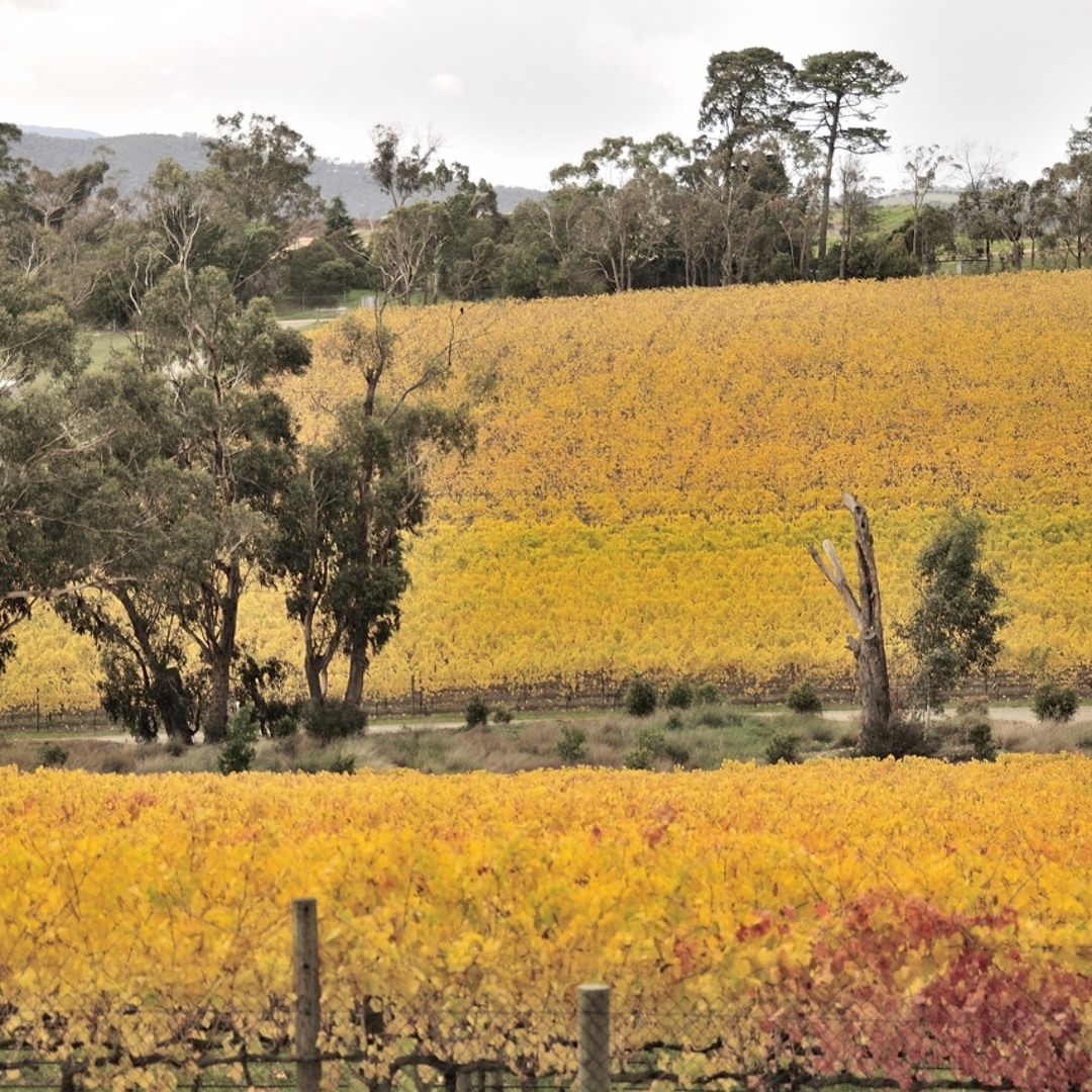 Stream Food & Wine Highlight Of The Week - Mandy Rowe And Peter Watson ...