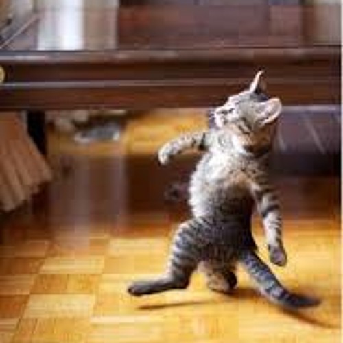 Victory Cat Memes Ocs Memes | Memes