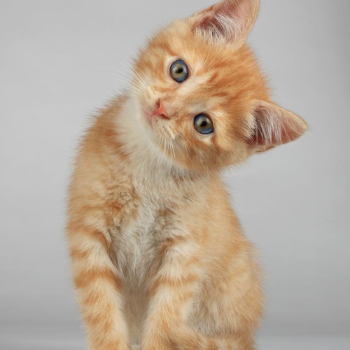 Stream What's The Matter? by Barbara Fleet | Listen online for free on ...