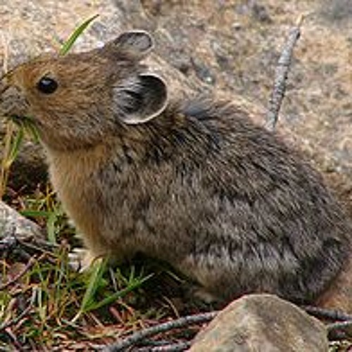 Stream American Pika by Encyclopedia Puget Sound | Listen online for ...