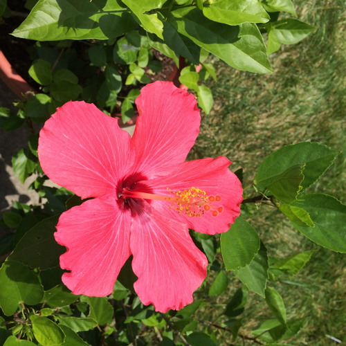 Stream AanaaTi Chelimi Okakala_My_Attempt by Phani Dokka | Listen ...