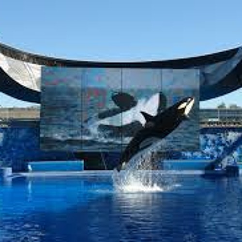 Seaworld- One Ocean Soundtrack With Lyrics (Part One Of Two) - Listen ...