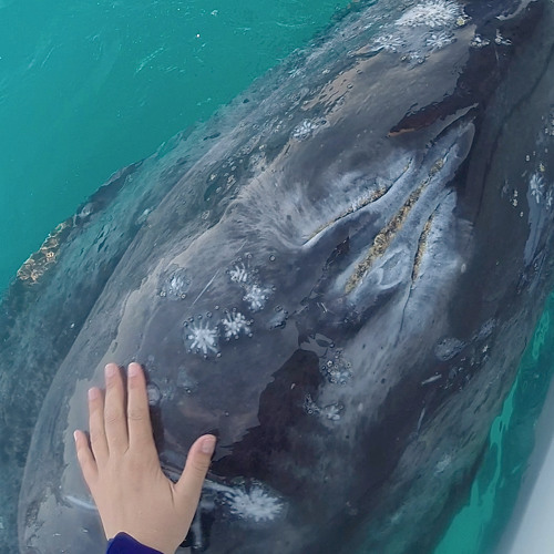 Stream Stand By Me plus Ukulele - Sarah Flaim by Redwoodsinger | Listen ...