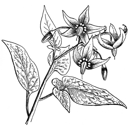 Belladonna Flower Drawing