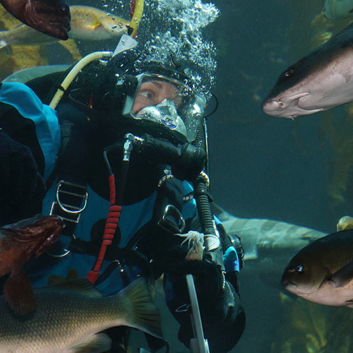 Stream Scuba superstar: Meet the Aquarium's Meg Donat—legendary diver ...