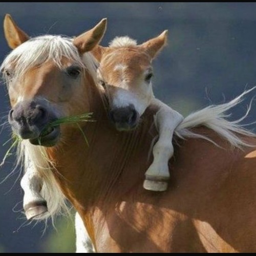 Stream "MOTHERS DAY IN THE ANIMAL KINGDOM" by Let's Talk Animals with ...