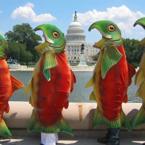 Stream Connor Rich | Listen to The Salmon of Dance playlist online for ...