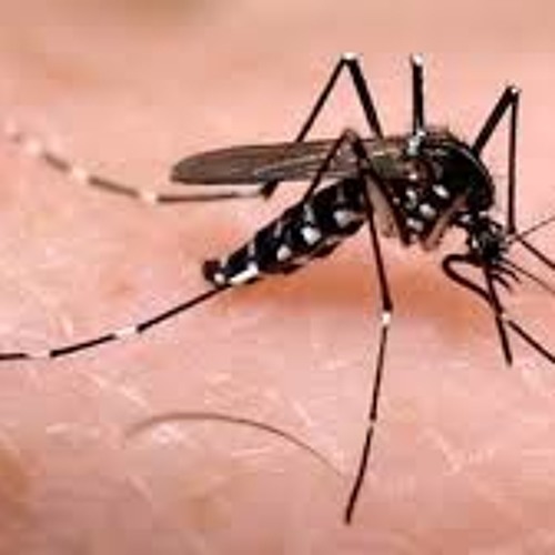 Stream SIGNOS Y SINTOMAS DEL CHIKUNGUNYA by Karin Romero | Listen online for free on SoundCloud