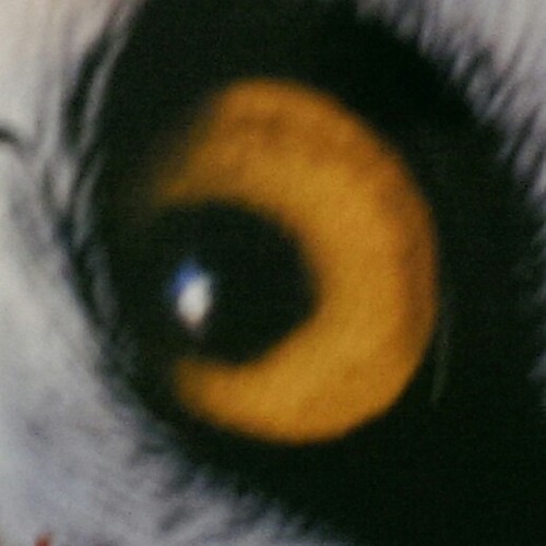 Stream Over head at Pitti by Paul Rinke | Listen online for free on ...