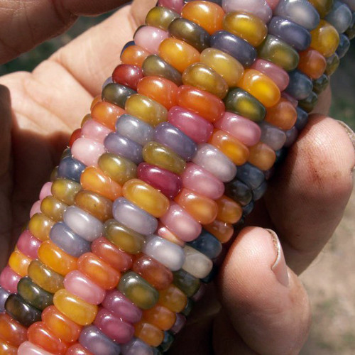 Stream Greg Schoen shares a Seed Story about the Glass Gem Rainbow Corn ...