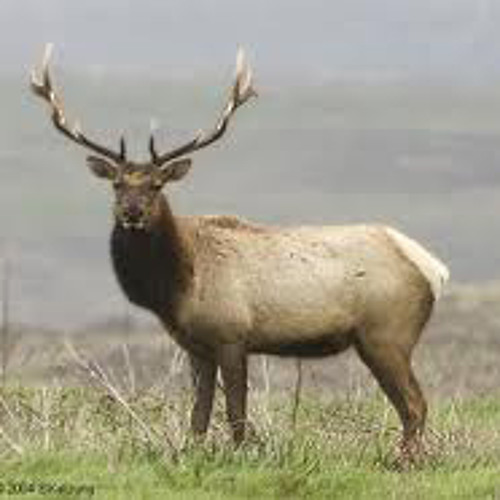 Stream May Deer In The Light Fell Figure You Eye A Low Beep And How I ...