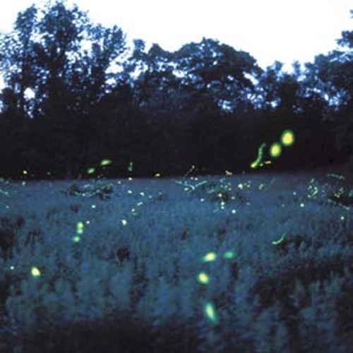 Real Fireflies In A Field