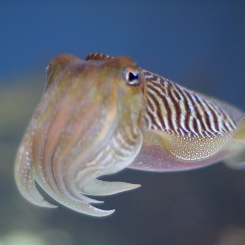 Squid, octopus, cuttlefish: Ultimate shapeshifters | Minnesota Public ...