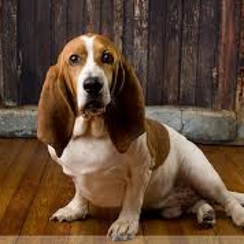 Stream 12 Plew St Basset Hound by Diane Christie | Listen online for ...