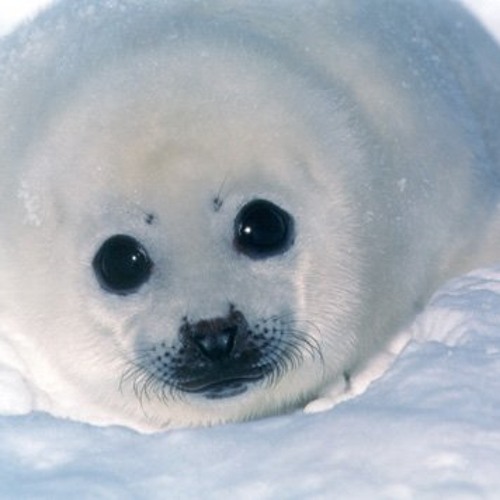 Stream Lazy Harp Seal - Parry Gripp by SkyThePegasus | Listen online ... Stream Lazy Harp Seal - Parry Gripp by SkyThePegasus | Listen online ...