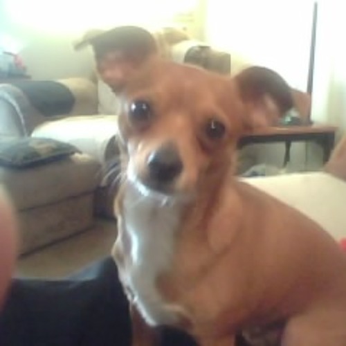 Stream Reelin In The Years/Cover Tune by Mike Poloski | Listen online ...