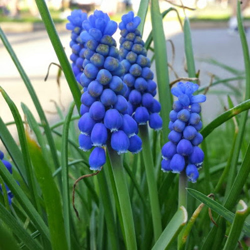 Stream Robert Schumann--Mein Schoener Stern (Sheldon Hughes, tenor) by ...