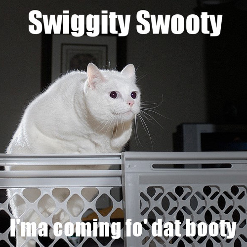 Swiggity Swooty Cat