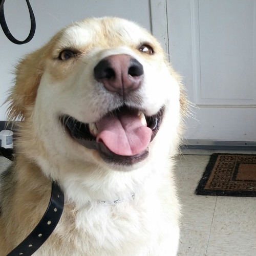 Stream Dessie's review by Adam Madore | Listen online for free on ...