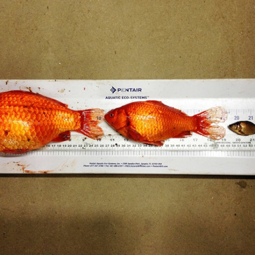 Stream episode News Roundup: Autonomous Trucks, Overgrown Goldfish, and ... Stream episode News Roundup: Autonomous Trucks, Overgrown Goldfish, and ...