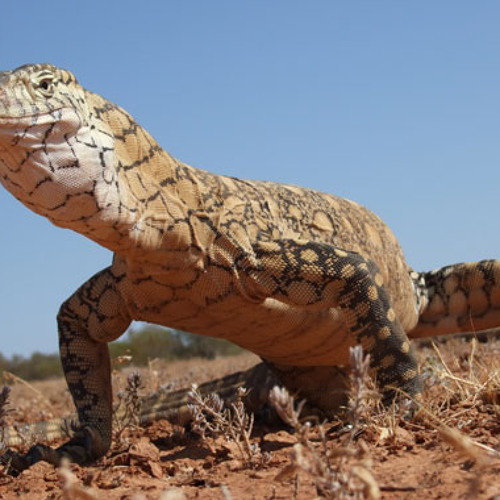 Stream The Friendly Lizard X Addison (prod. Addison Higgins) by ...