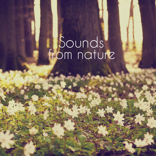 Sounds from Nature
