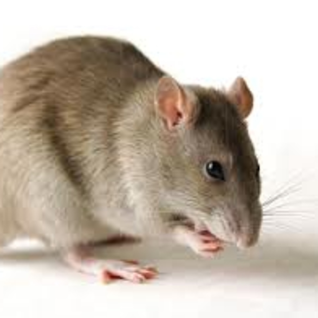 Stream BAM INSTRUMENTALS Presents..."RATS" at TOLEDO, OH by Bam1984 ...