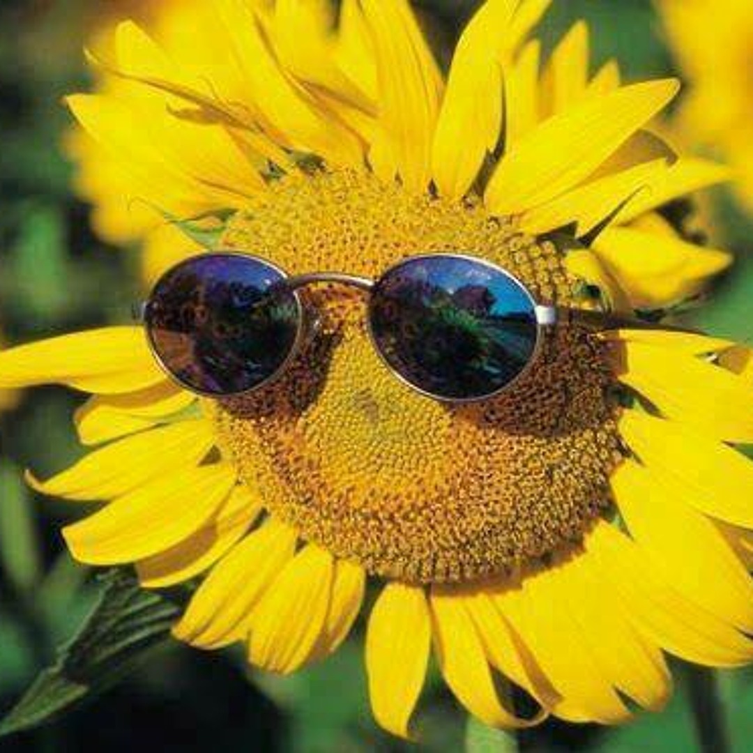 Stream Sunflower Girl by Ilene Springer | Listen online for free on ...