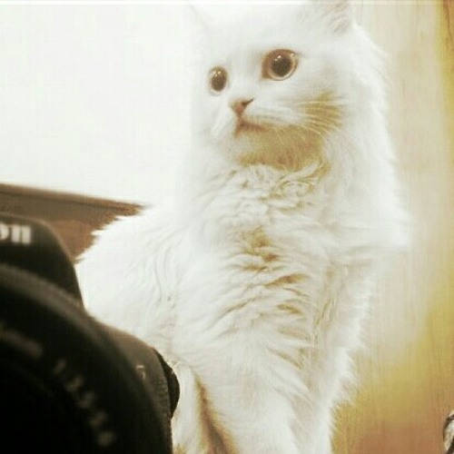 Stream Cat voice by mohanad mohanad 2 | Listen online for free on ...