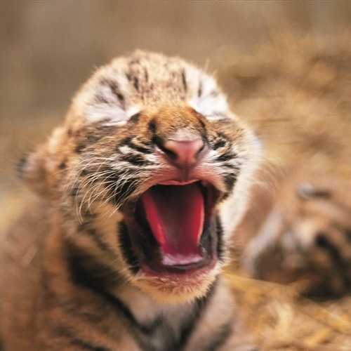 Stream Chandelier by Jeff Timlin Music | Listen online for free on ...