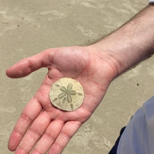 Stream The Rainbow Connection (Piano) by Tim Cosgrove | Listen online ...