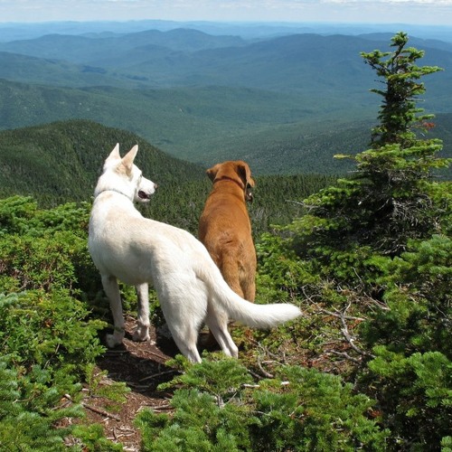 Stream Frank Sinatra - That's Life performed by Tim Blais by Tim Blais ...