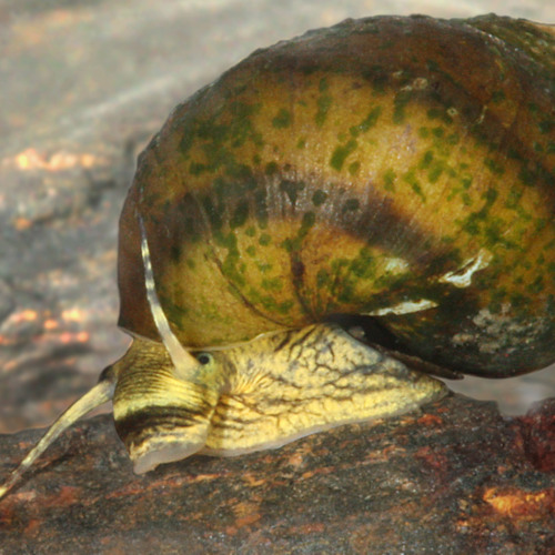 Stream episode Video Pick: The Unlikely Tale of a Tenacious Snail by ...