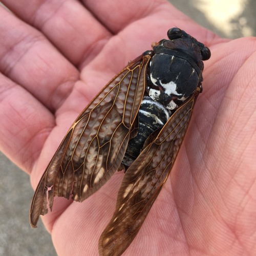 Stream Japanese Cicada (Semi) by TokyoStreetView | Listen online for ...