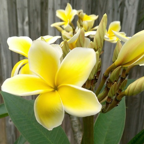 Stream Plumeria - a poem for my husband. by Lupita Eyde Tucker | Listen ...