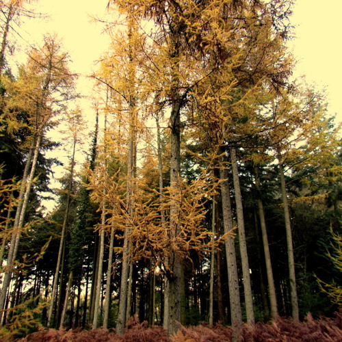 Stream Arcade Fire - Rebellion Lies (Live Cover)- Haïku by Angeline ...