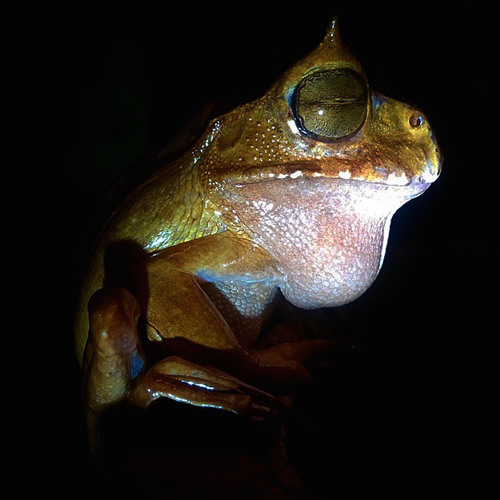 Listen to Gastrotheca cornuta | Eyelash Marsupial Frog by The Amphibian ...