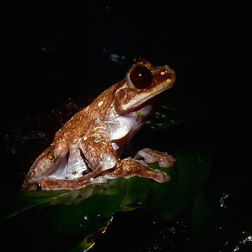 Stream Ecnomiohyla rabborum | Rabbs' Fringe Limbed Tree Frog by The ...