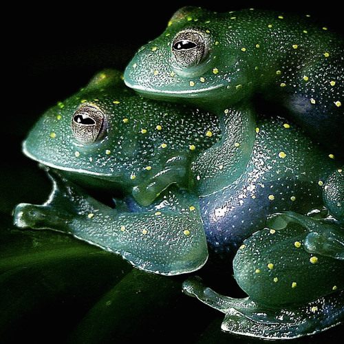 Stream Cochranella euknemos | Slope Snouted Glass Frog by The Amphibian ...
