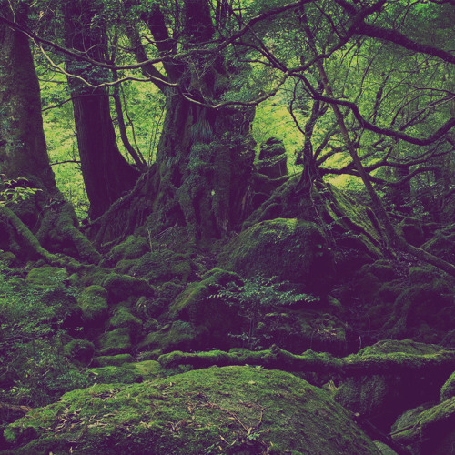 Stream Tengu Forest by Mancovibes | Listen online for free on SoundCloud