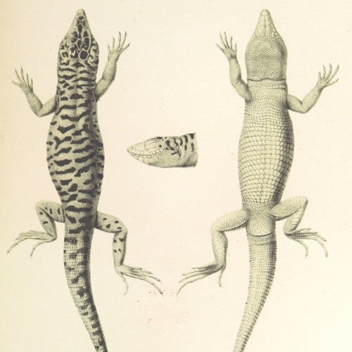 Stream Psithurism: Drill Hall December 2014 by Rhys Butler | Listen ...