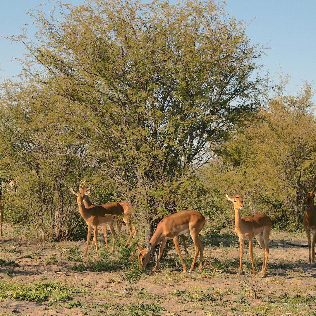 Stream Impala rutting by Daan Hendriks | Listen online for free on ...