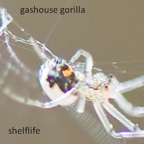 Stream 4am Birds by mark roselli | Listen online for free on SoundCloud