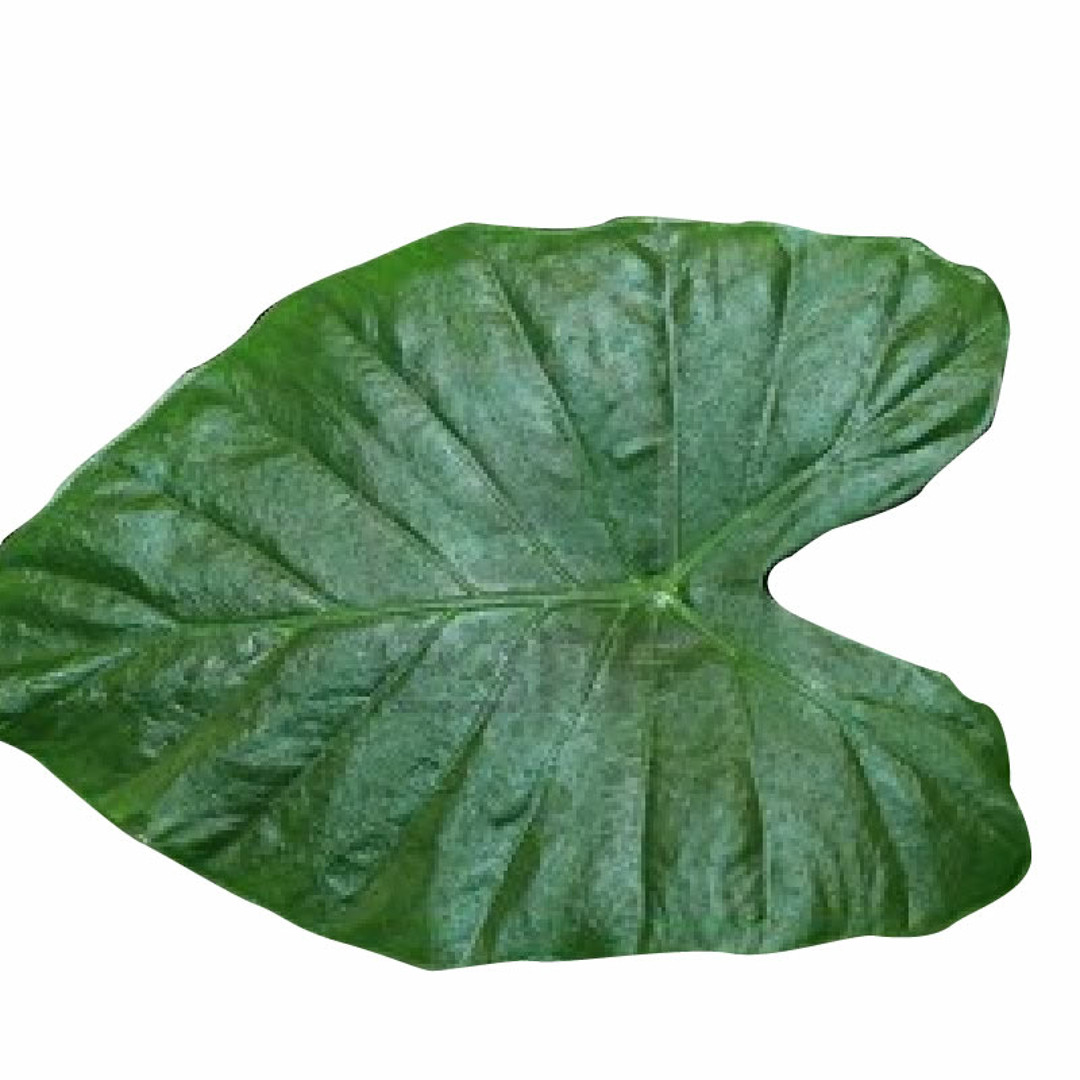 Stream Lagafenua Malaitia | Listen to nasio domoni senikala playlist ...