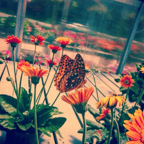 Stream Lioness by Aftyn Rose | Listen online for free on SoundCloud